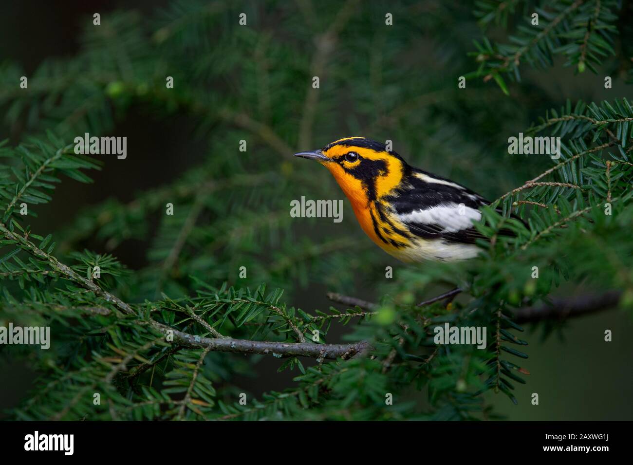 Blackburnian warblers hi-res stock photography and images - Alamy