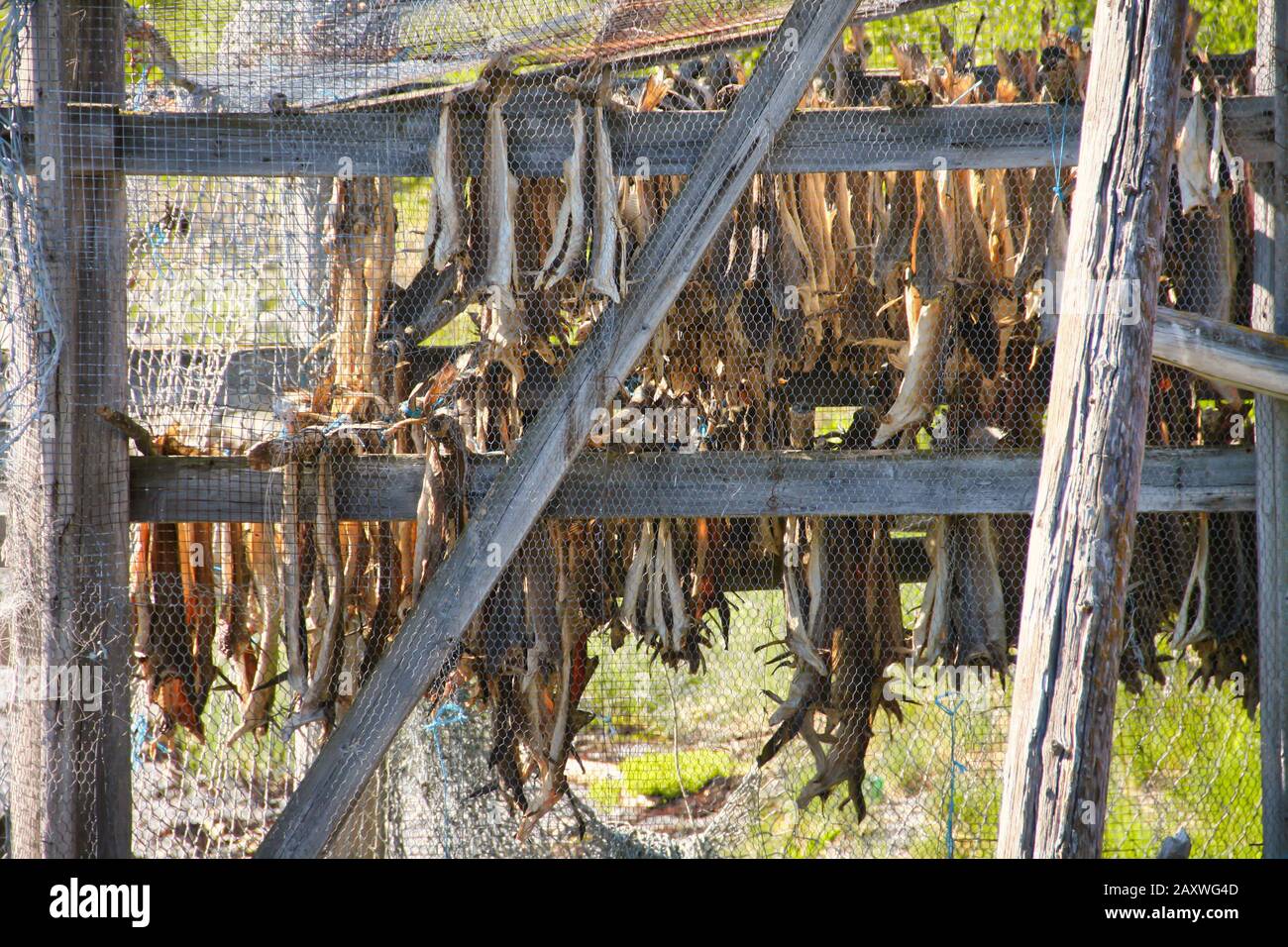 Specialty of norway, fermented fish in open warehouse, food Stock Photo ...