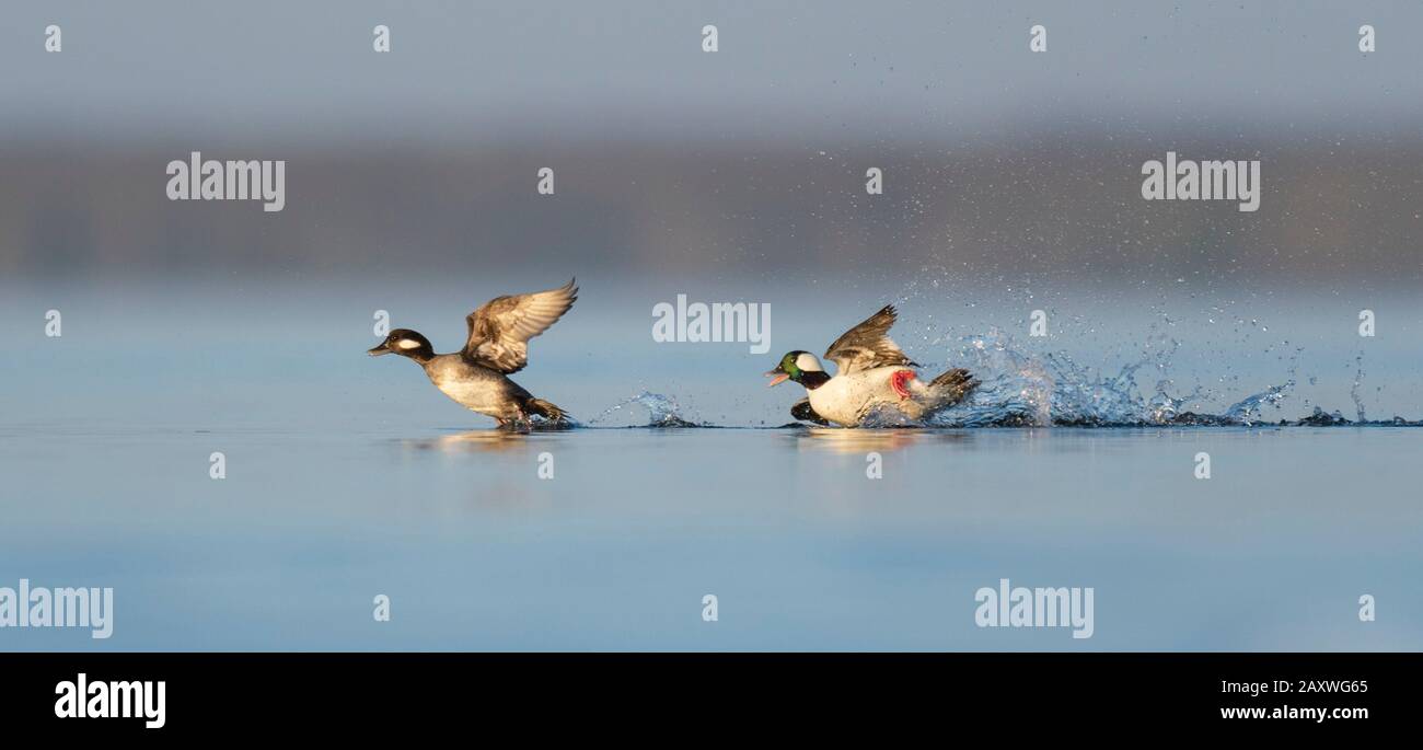 Drake chasing hen hi-res stock photography and images - Alamy