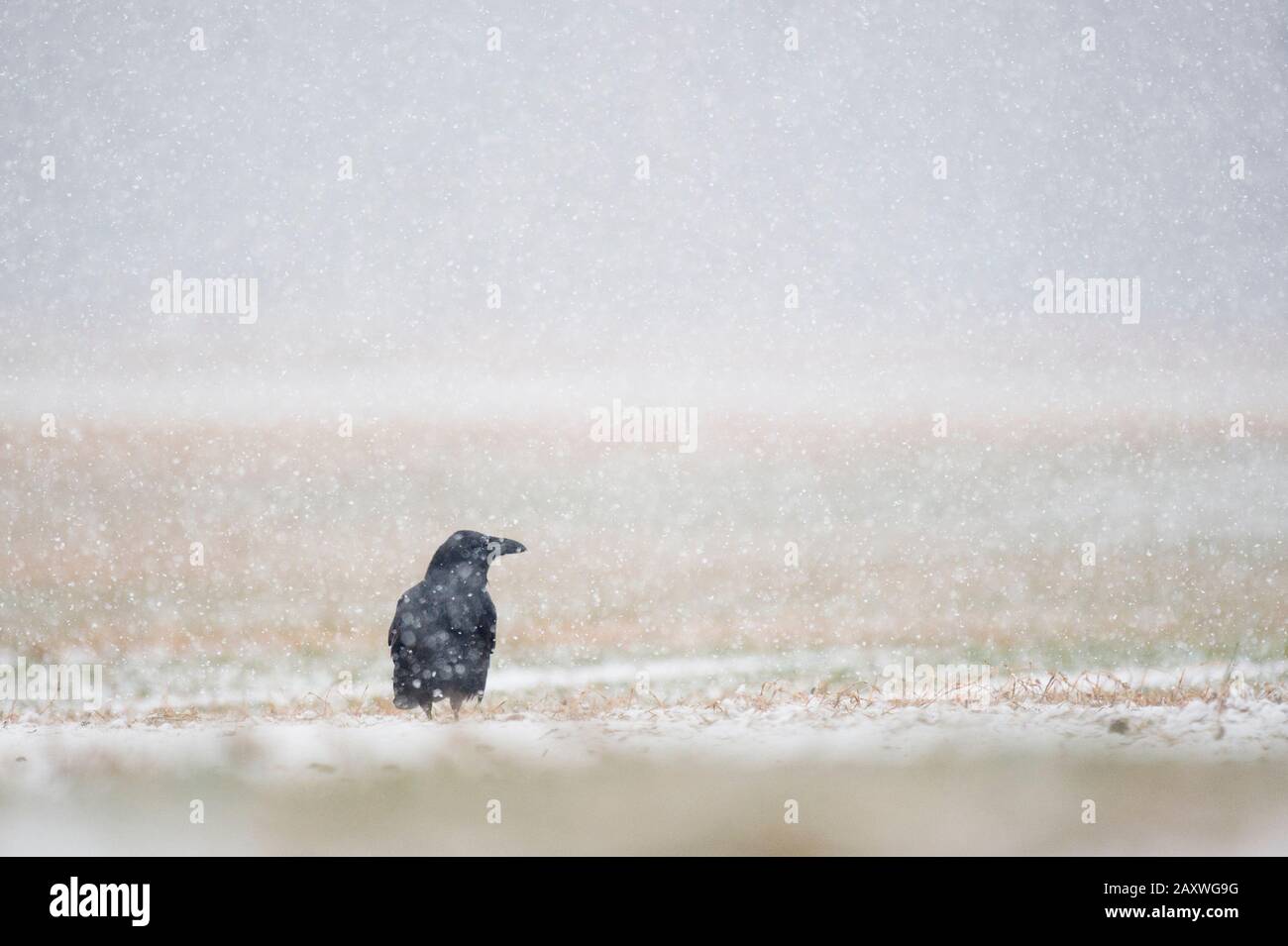 A Common Raven sitting on the ground in an open field on a cold snowy ...