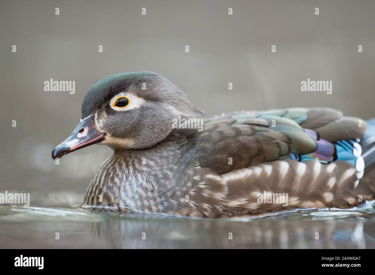 Close-up female Wood Duck swimming in shallow water in soft overcast ...