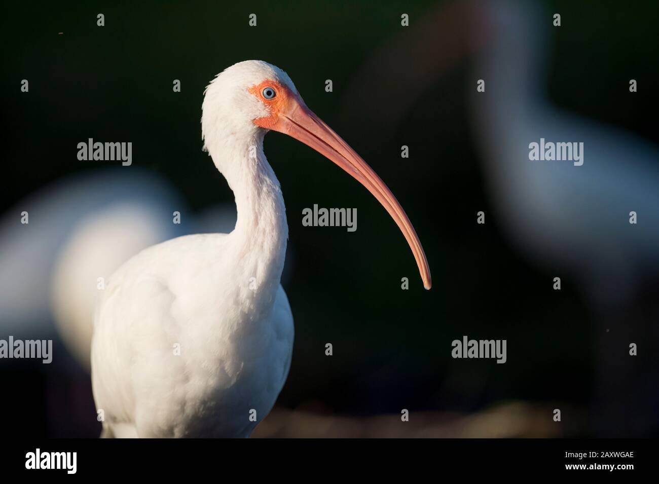 A close-up portrait of a White Ibis in the bright sun against a dark ...