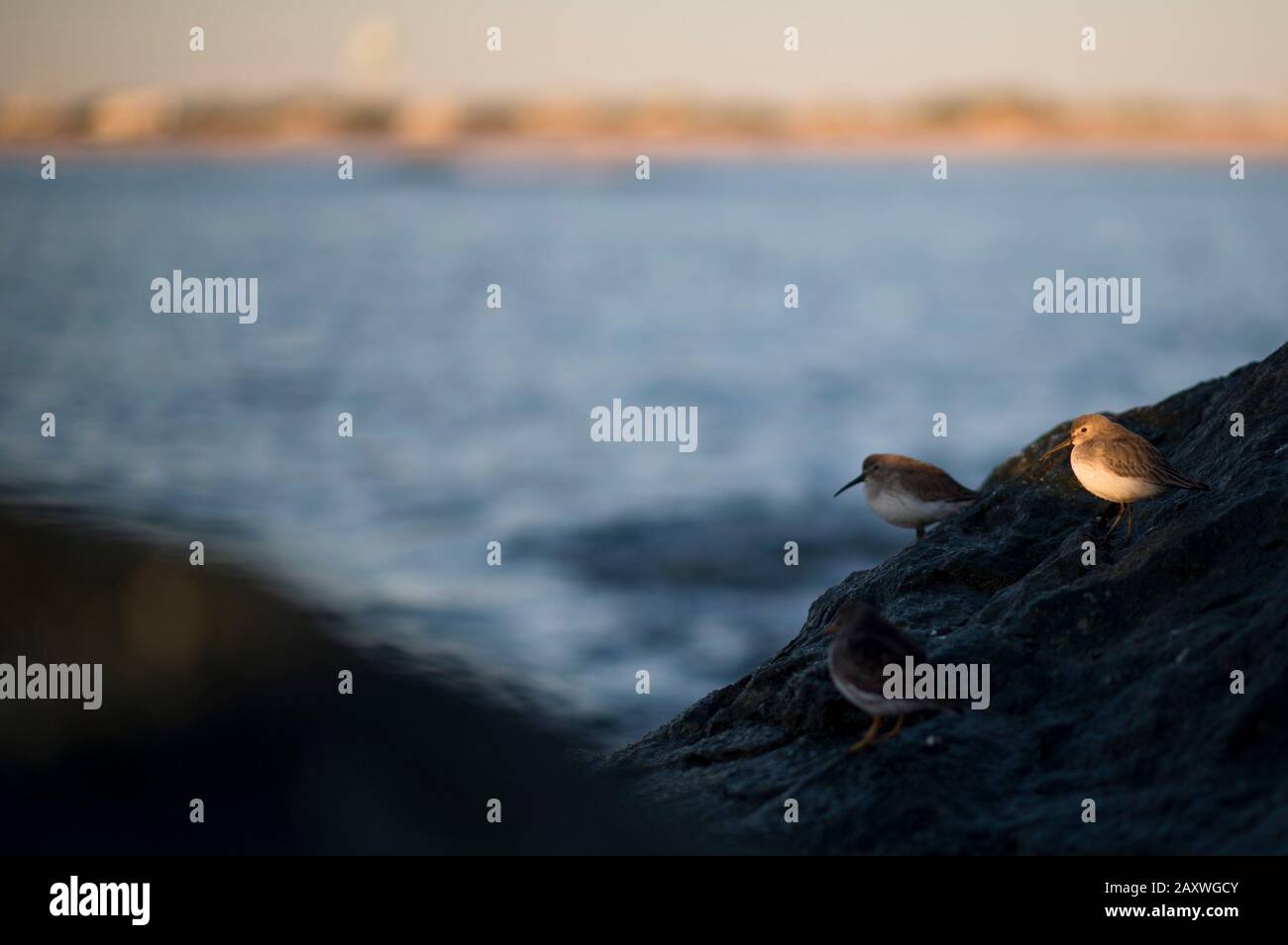 A Dunlin perched on jetty rocks in a spotlight of golden morning ...