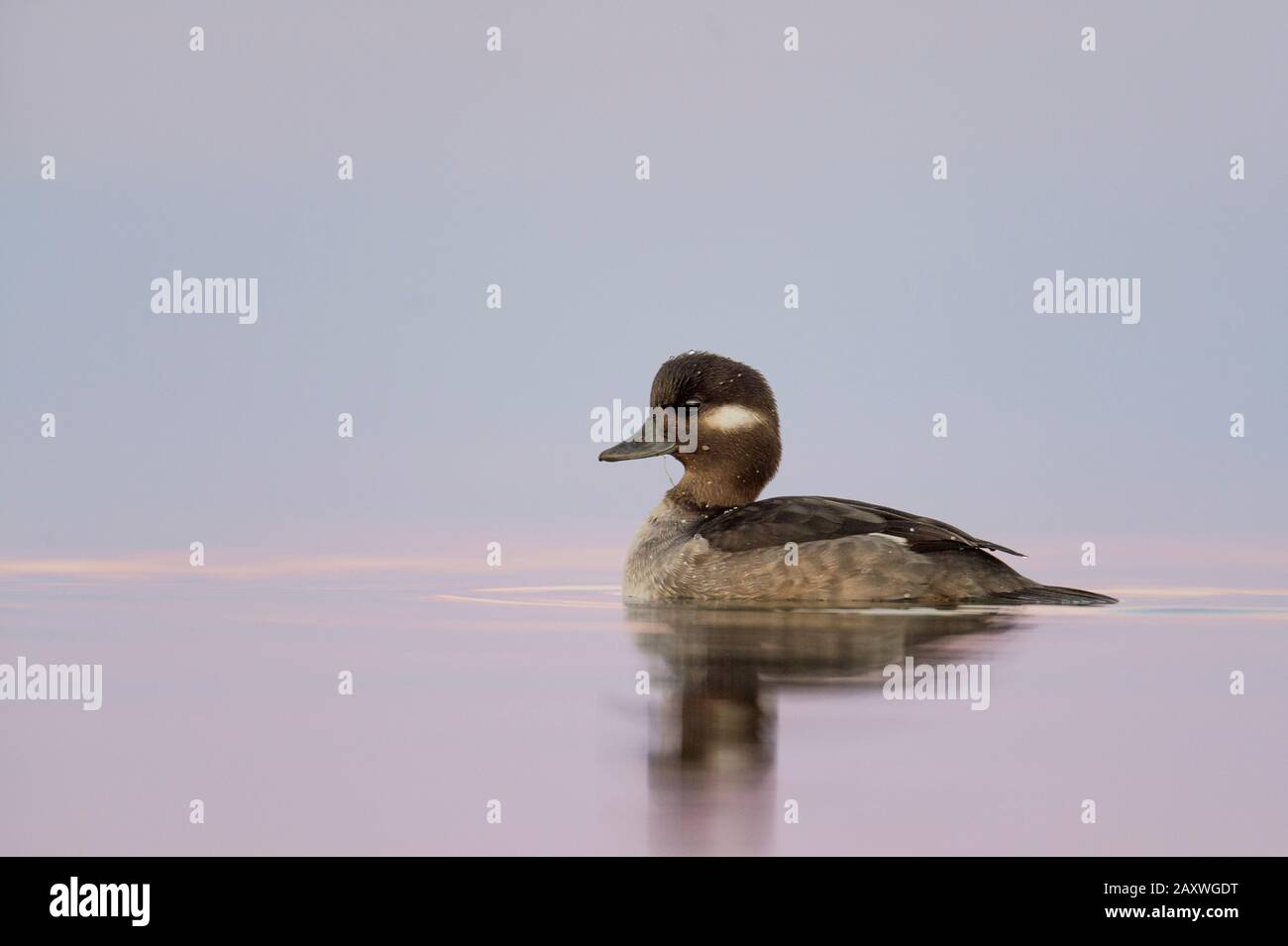 Female bufflehead hi-res stock photography and images - Alamy