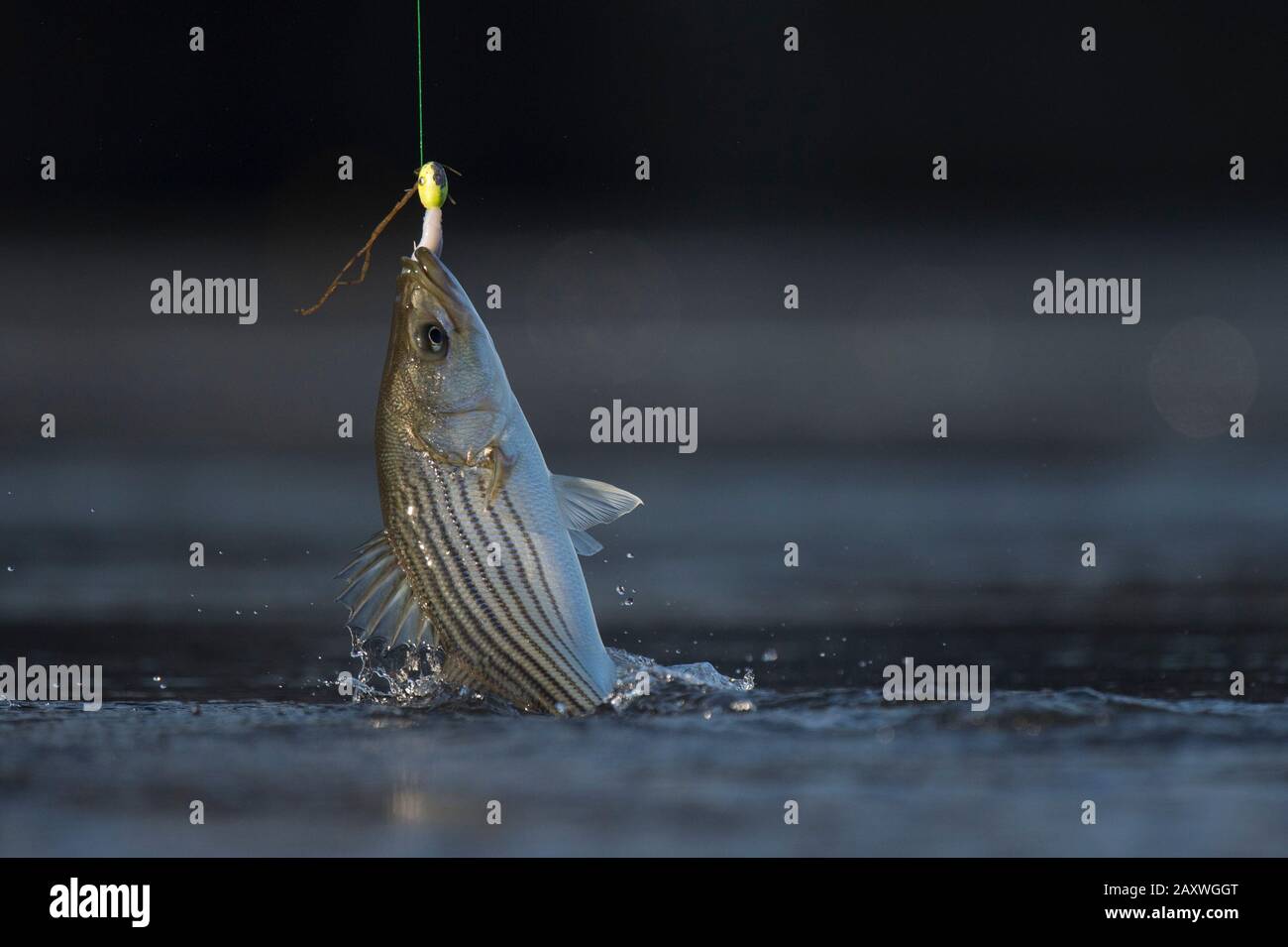 A fish being pulled from the water caught on a hook with fishing line ...