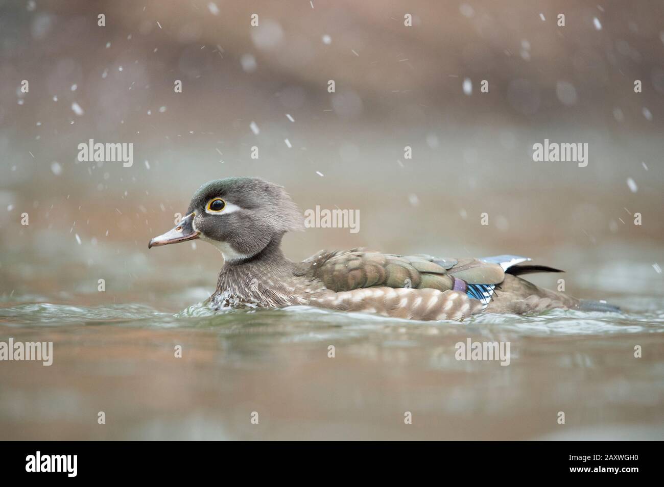 Falling duck hi-res stock photography and images - Alamy
