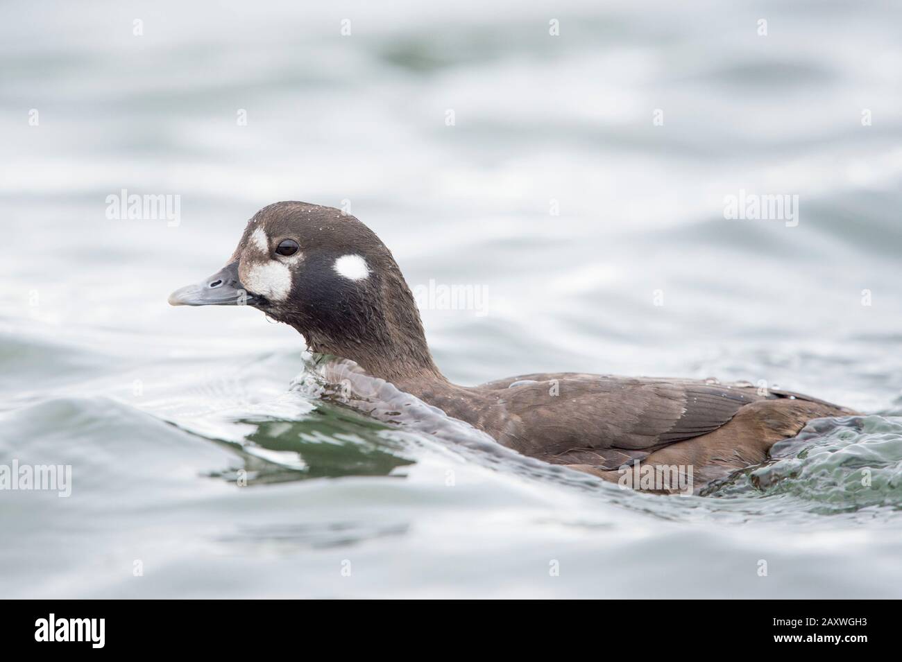 Female harlequin duck hi-res stock photography and images - Alamy