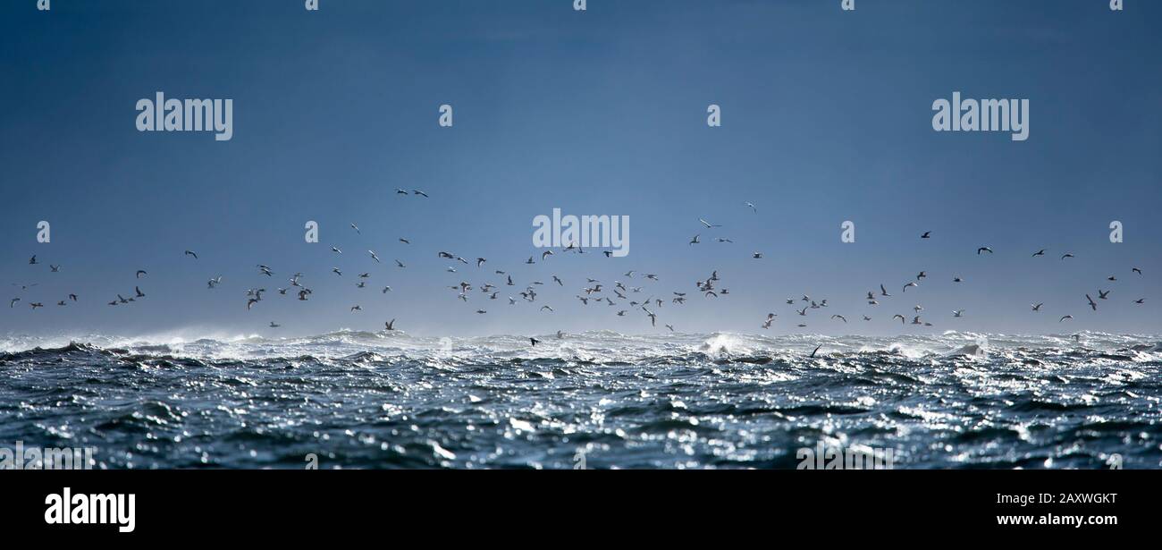 A flock of gulls fly over a very stormy sea with big waves as the sun ...