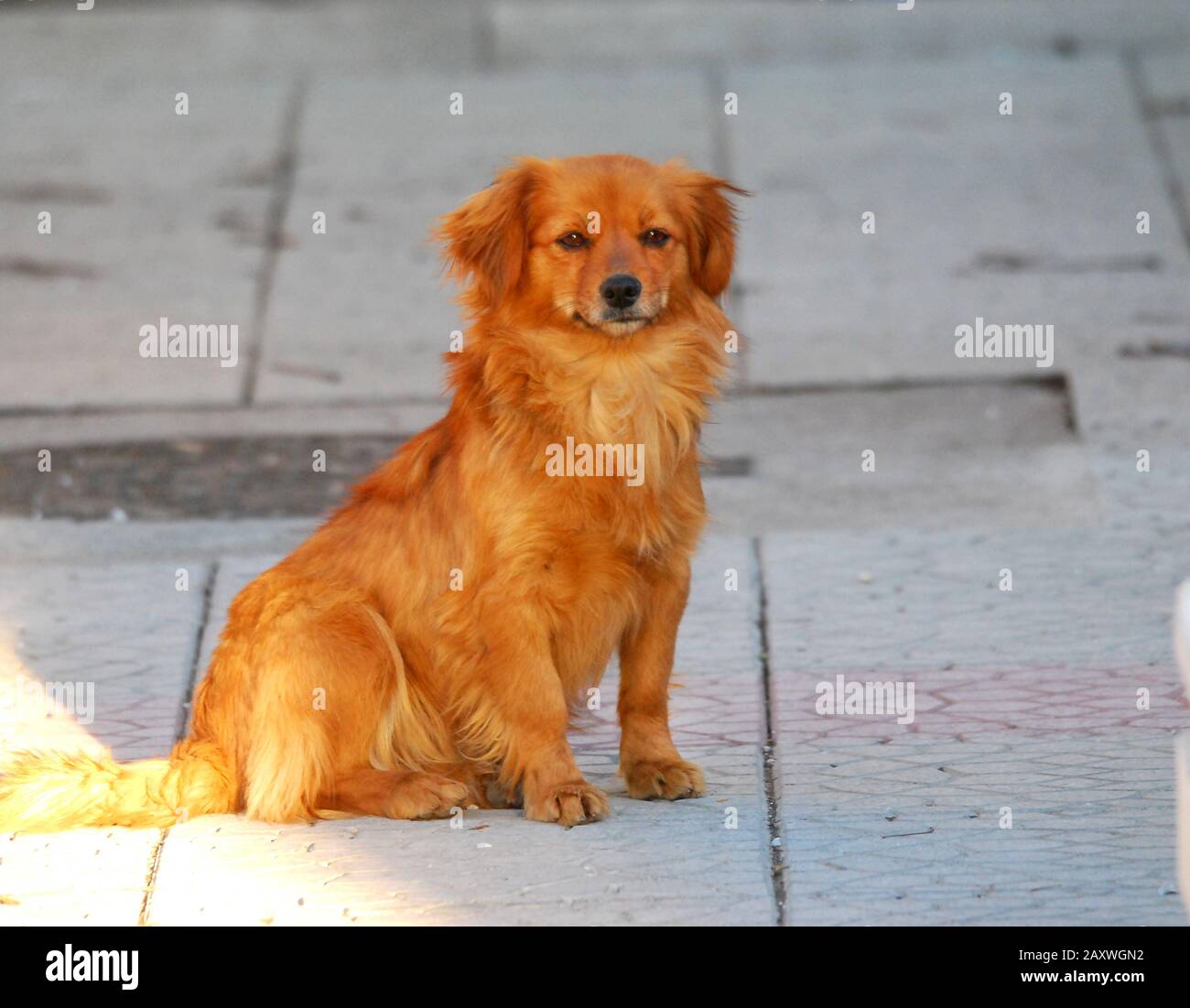 portrait of an orange brown stray dog on the street Stock Photo - Alamy