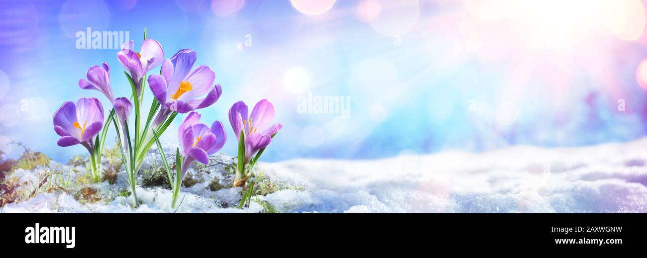 Snow melt plant hi-res stock photography and images - Alamy
