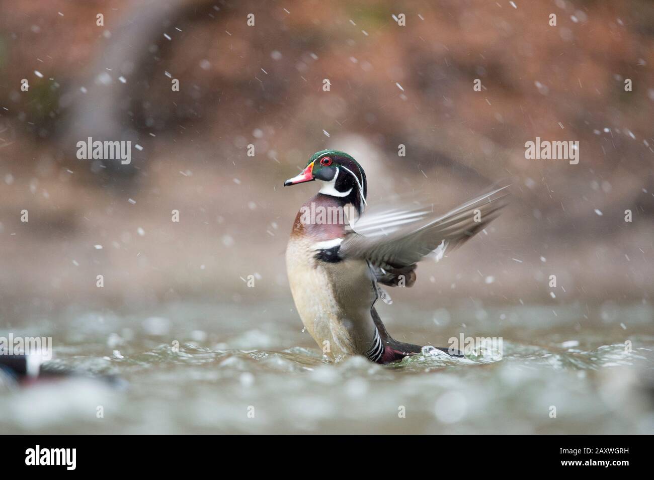 Wood Duck Drake Flapping Wings High Resolution Stock Photography and ...