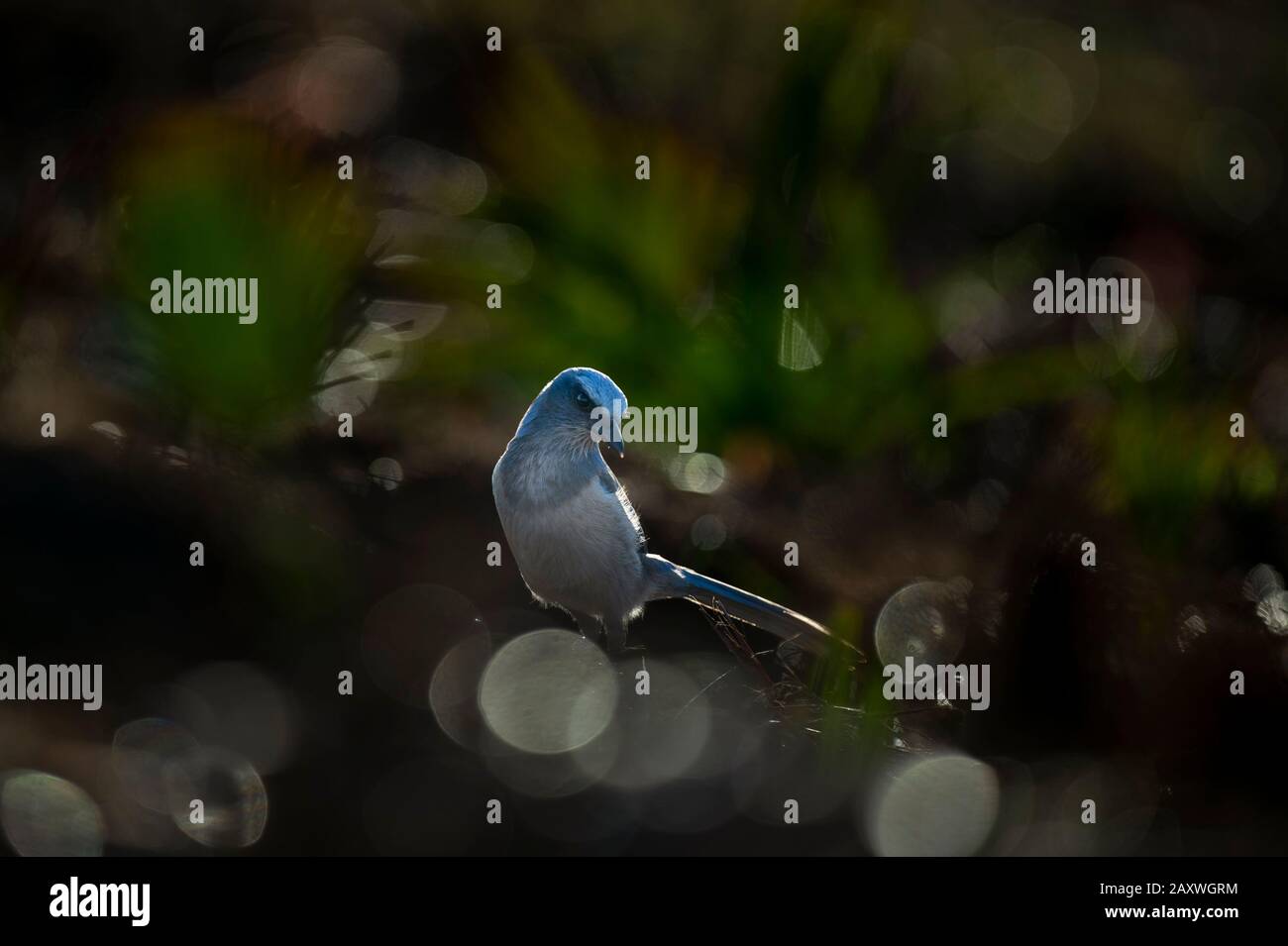 Florida Scrub Jay on the dark charred ground with splashes of green ...