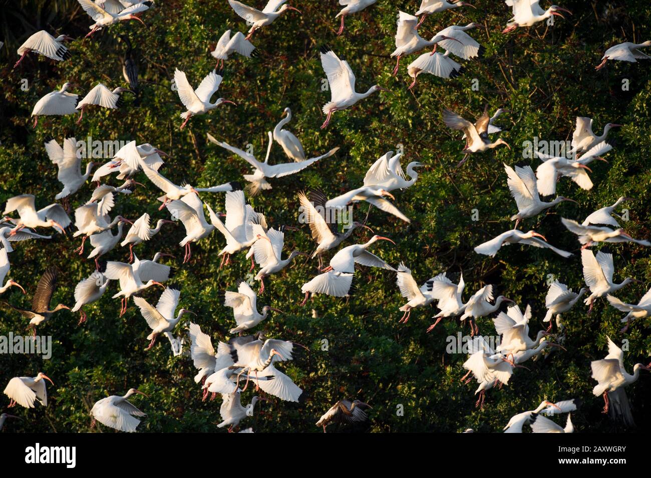 White ibises flock hi-res stock photography and images - Alamy