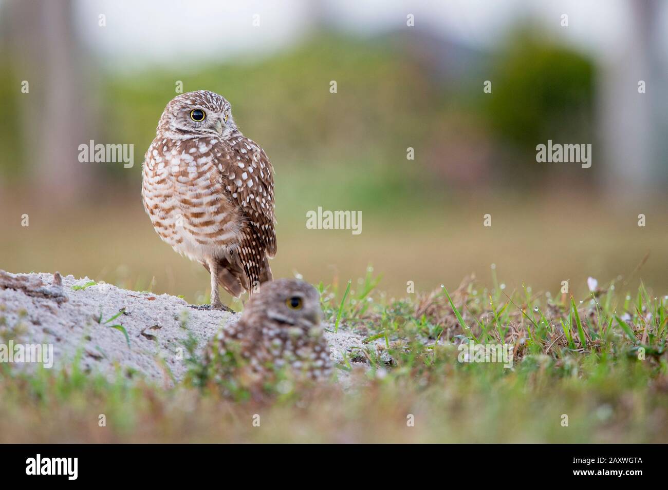 A pair of Florida Burrowing Owls standing in and around their burrow in ...