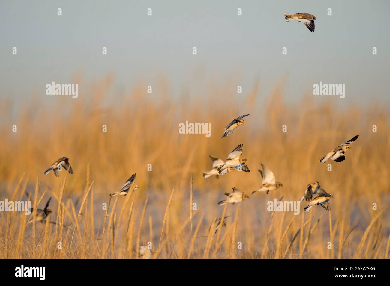 A flock of Snow Buntings flying and landing in the golden dune grasses ...
