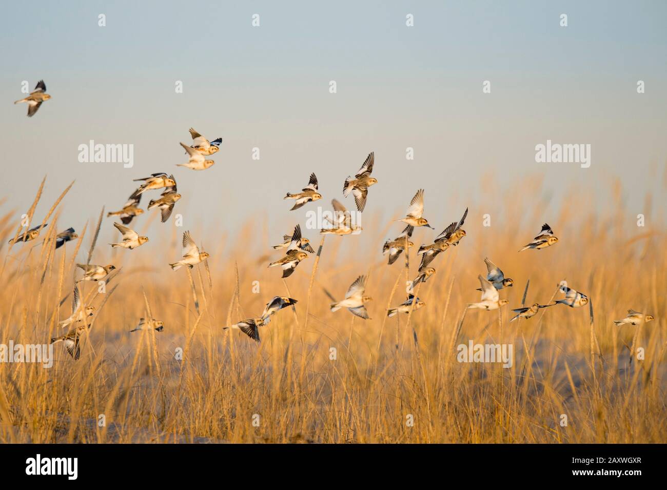 A flock of Snow Buntings flying and landing in the golden dune grasses ...