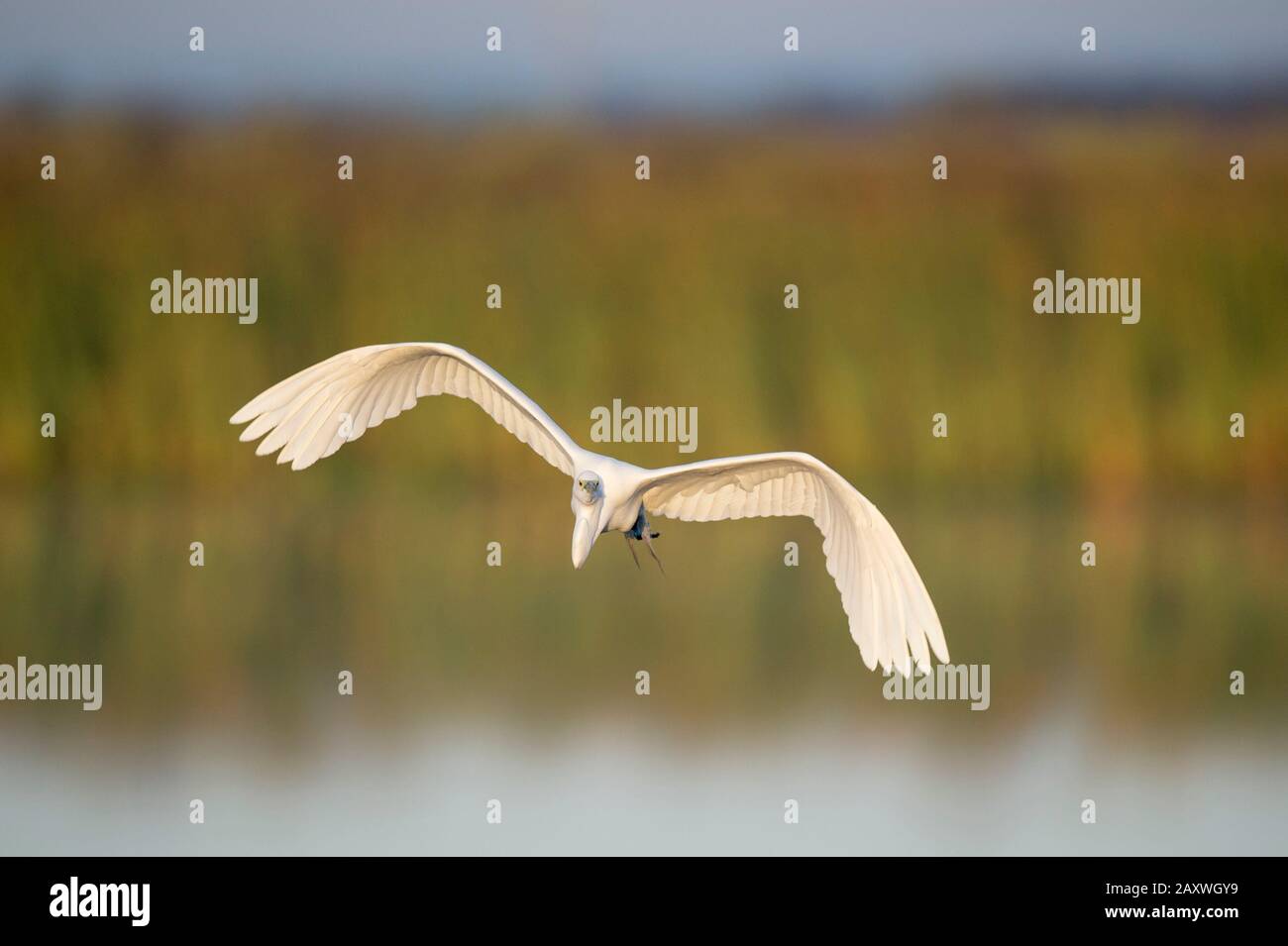 A large white Great Egret flies in front of a green grass background in ...