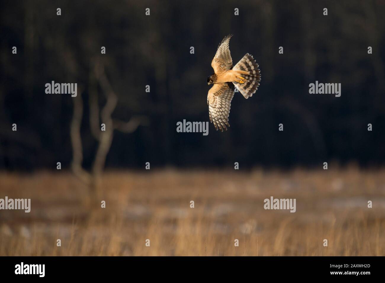 Black hawk flying over field hi-res stock photography and images - Alamy