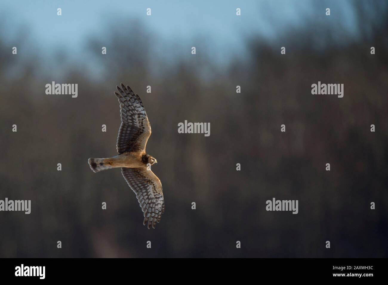 A Northern Harrier flies over an open field with a tree background in ...