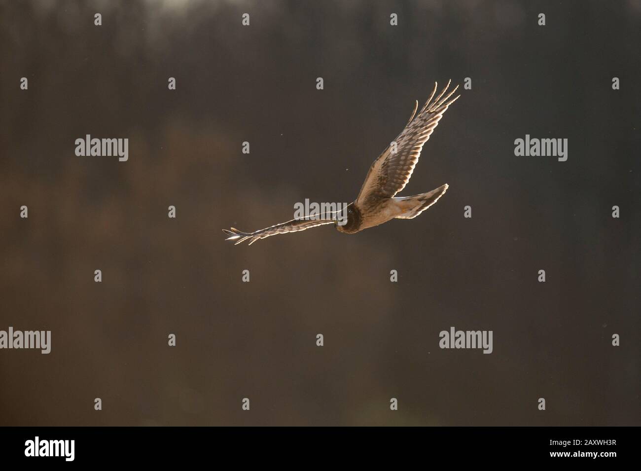 A Northern Harrier flies in front of a dark background as it glows in ...