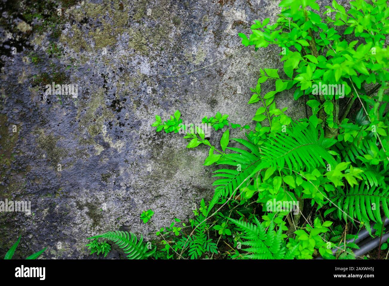 Grunge grey rock wall with green fresh tropical foliage plants ...