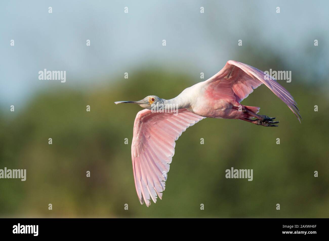 A pink Roseate Spoonbill flies on a bright sunny day with its wings ...