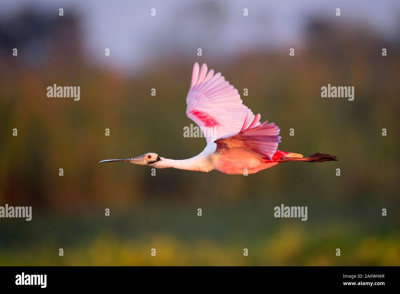 A Roseate Spoonbill flying with its bright pink wings showing in the ...