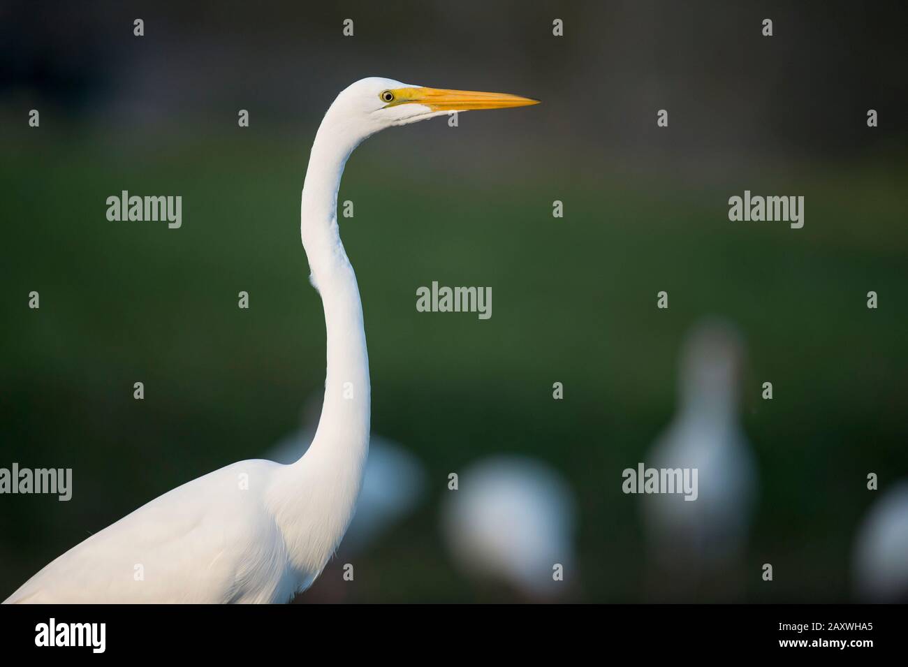 A close-up of a Great Egret with a smooth green background and out of ...