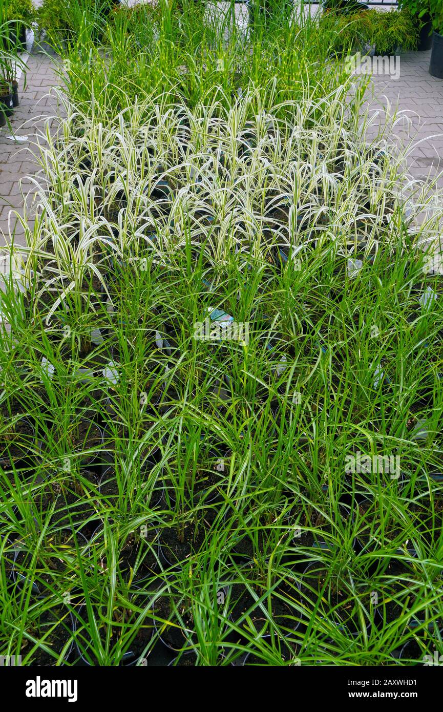 Miscanthus Chinese varieties: Variegatus and Morning Light. Garden shop ...