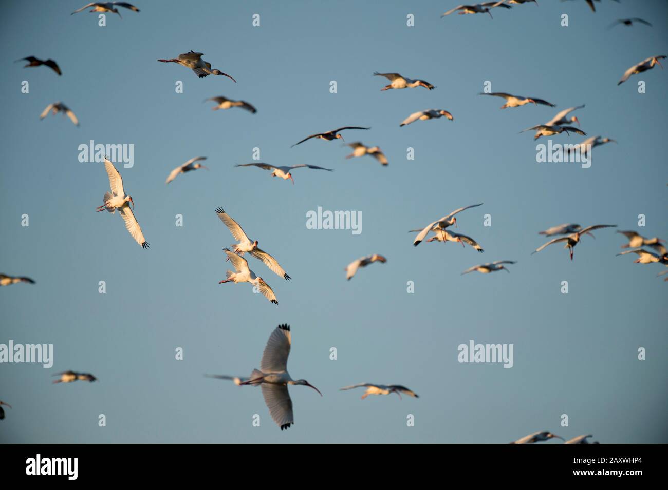 White ibis flying hi-res stock photography and images - Alamy