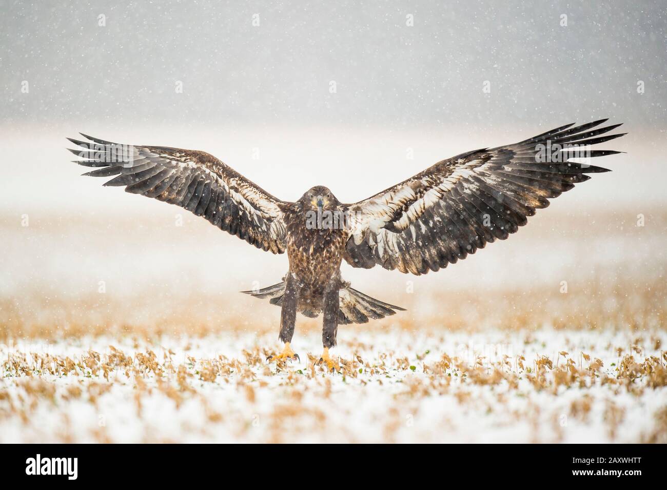 A Juvenile Bald Eagle flying in the snow in an open field on a cold ...