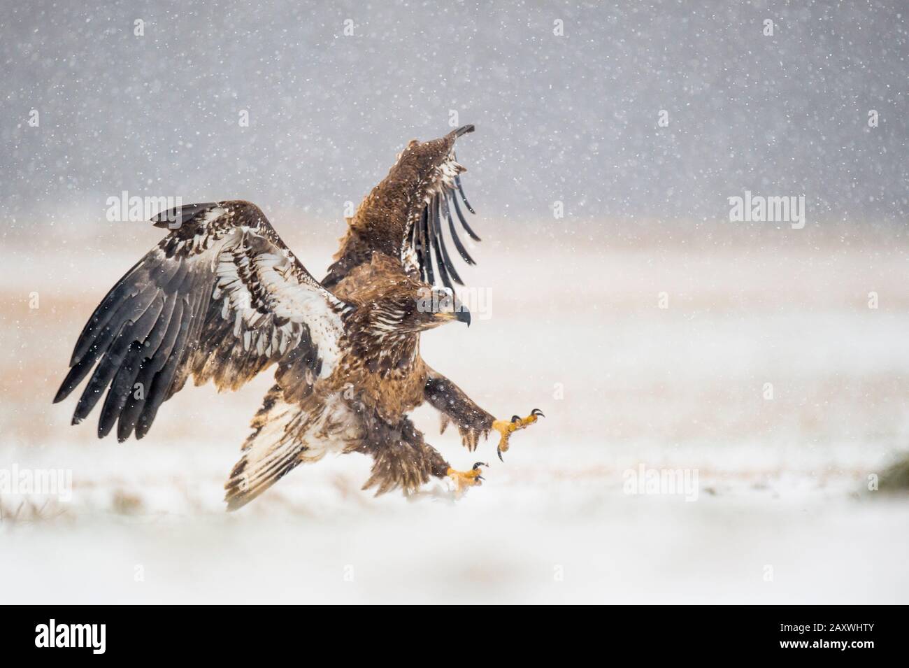 A Juvenile Bald Eagle flying in the snow in an open field on a cold ...