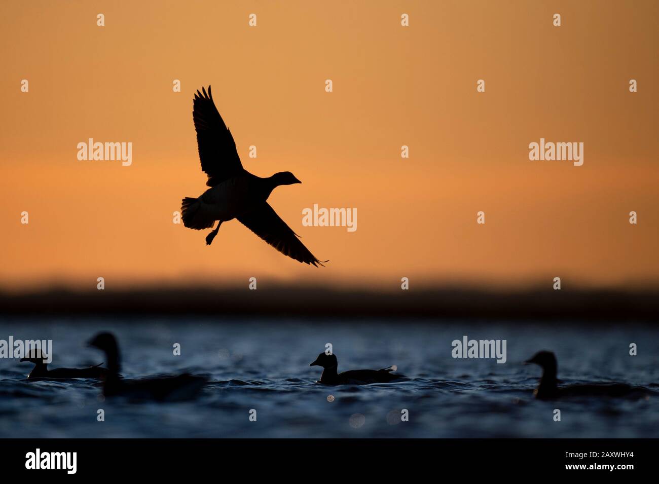 A silhouetted Brant flies in to land on the water with its wings spread ...