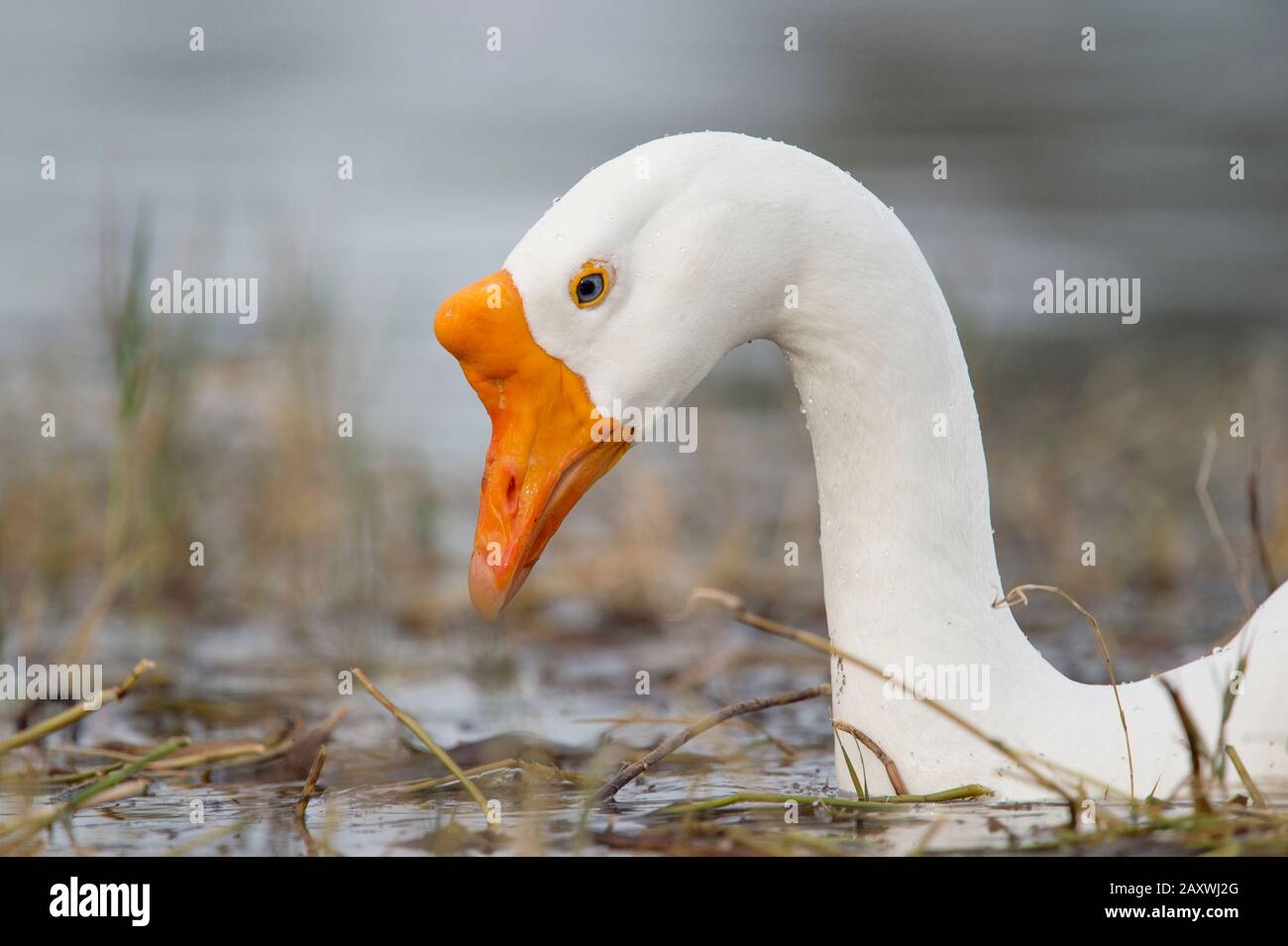 A large white Goose with a bright orange bill swims in the water in the ...