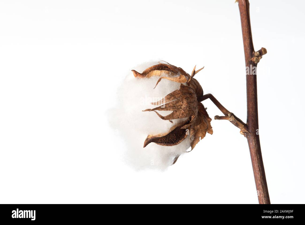 Cotton plant stalks hi-res stock photography and images - Alamy