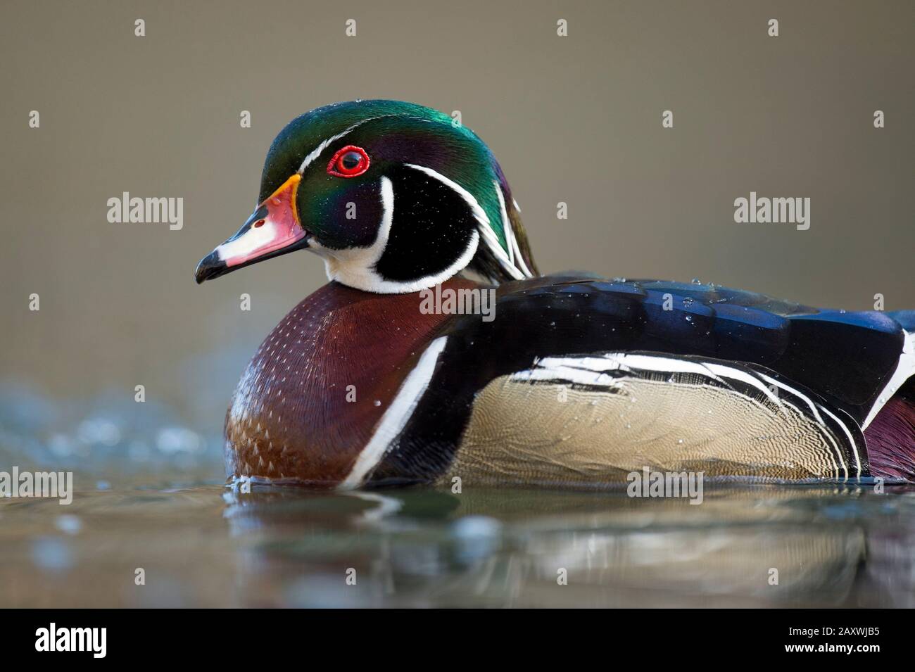 Close-up portrait of a male Wood Duck with a smooth brown background in ...