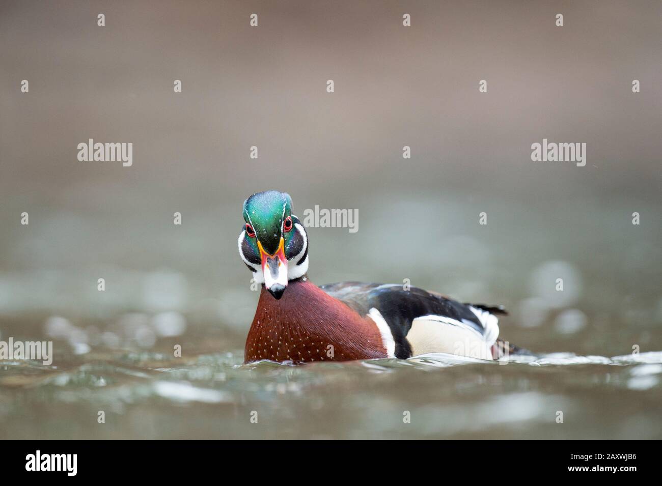 A colorful male Wood Duck swimming in water in soft overcast light with ...