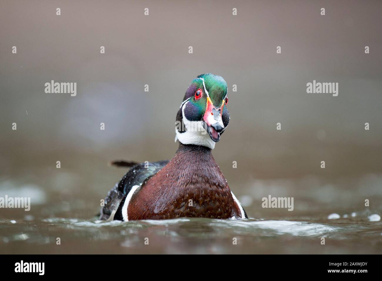 A colorful male Wood Duck swimming in water in soft overcast light with ...