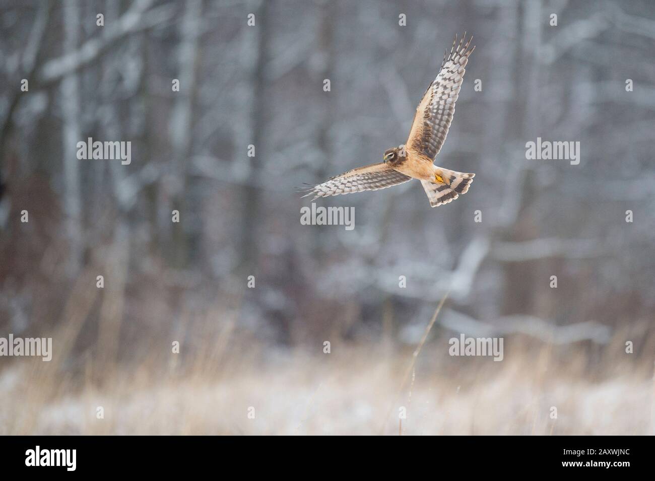 A Northern Harrier flies over an open field in soft light with its ...