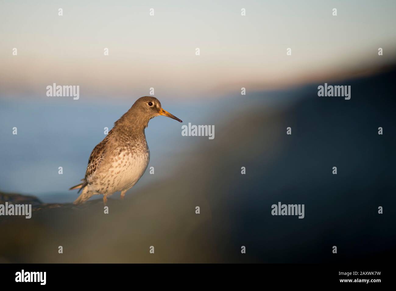 Purple Sandpiper stands on jetty rocks in the early morning sunlight ...