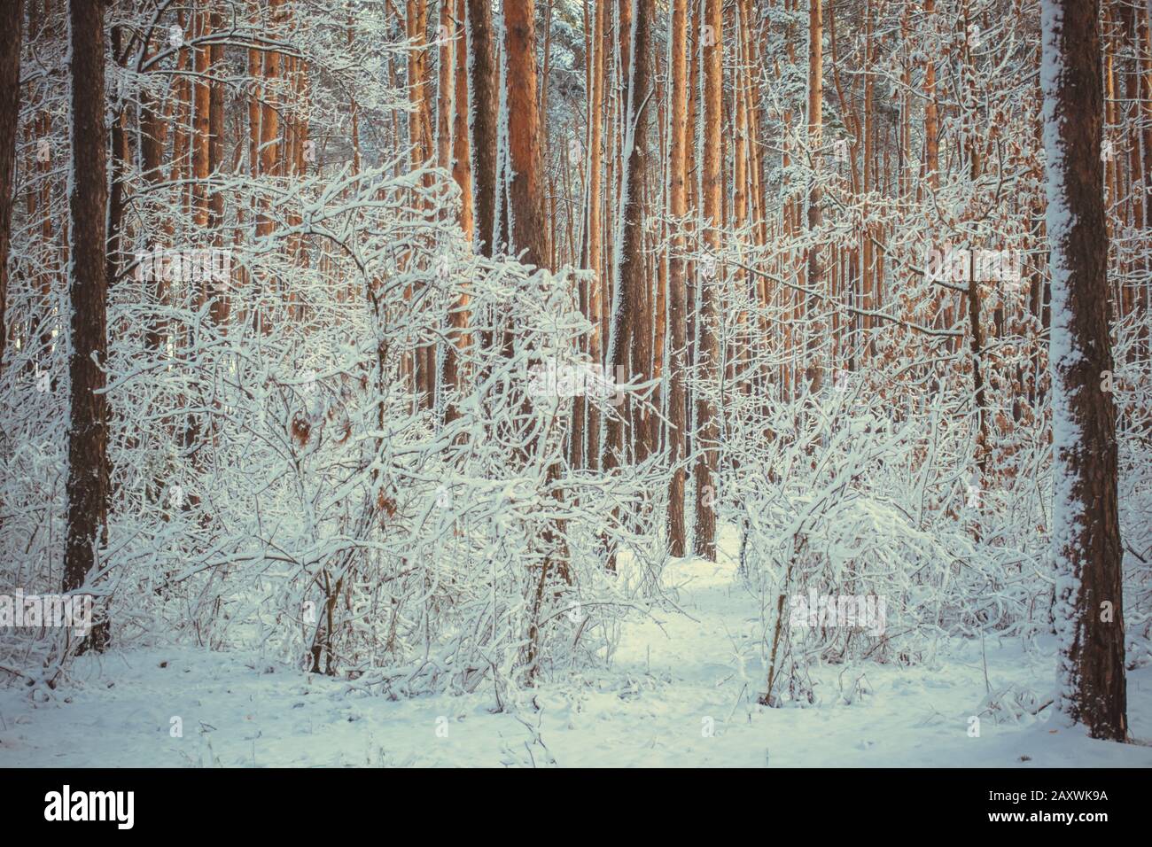 New forest snow capped trees hi-res stock photography and images - Alamy