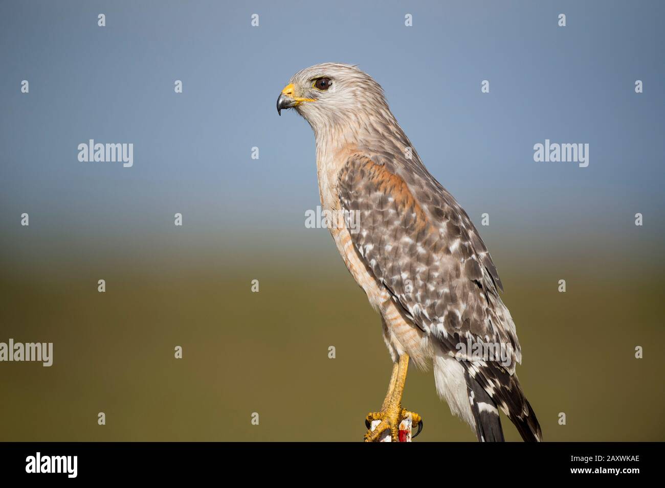 A close portrait of a Red-shouldered Hawk with a smooth background in ...