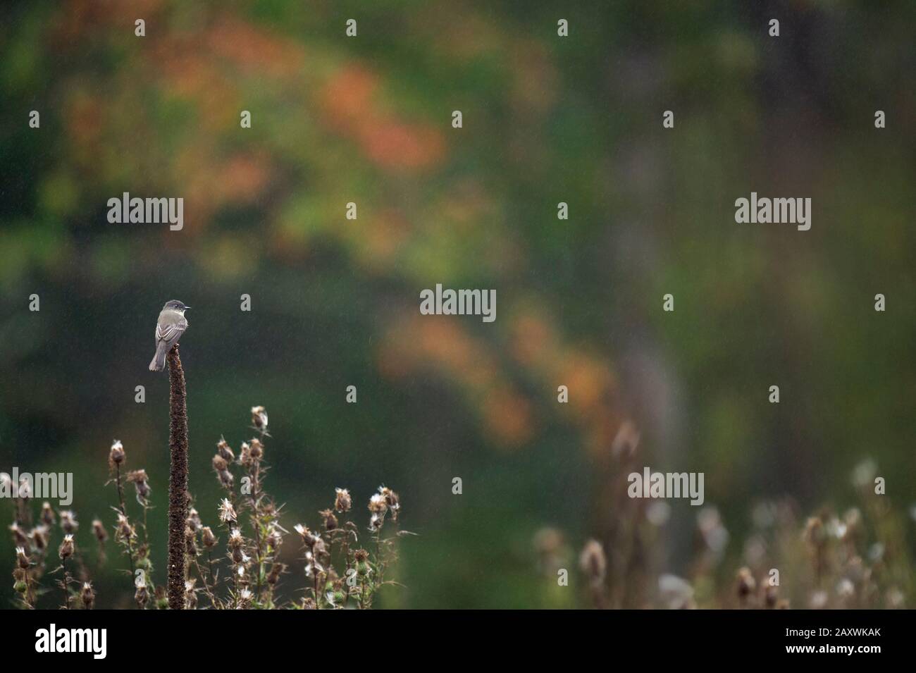 Perched on mullein hi-res stock photography and images - Alamy