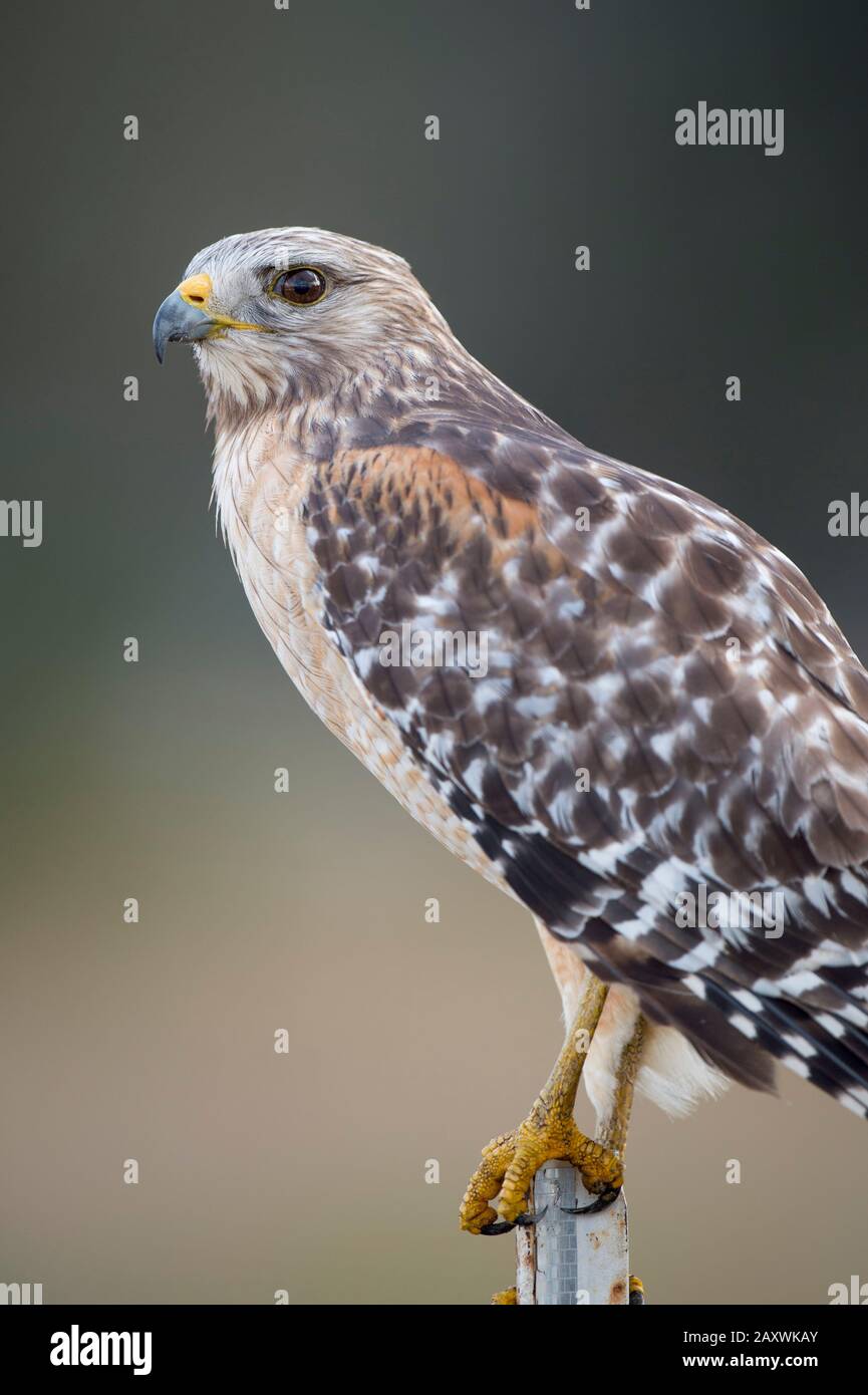 A close portrait of a Red-shouldered Hawk with a smooth background in ...