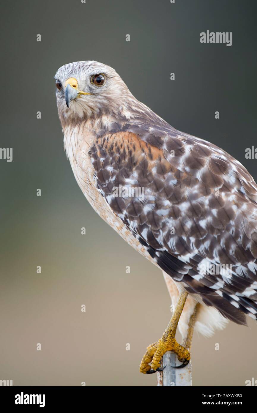 A close portrait of a Red-shouldered Hawk with a smooth background in ...