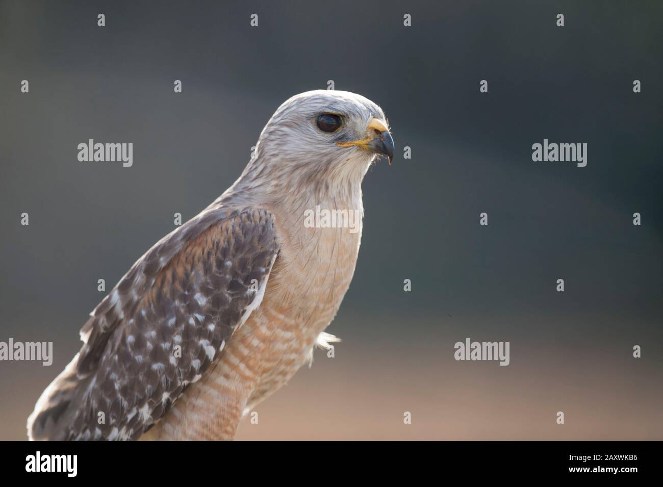 A close portrait of a Red-shouldered Hawk with a smooth background in ...