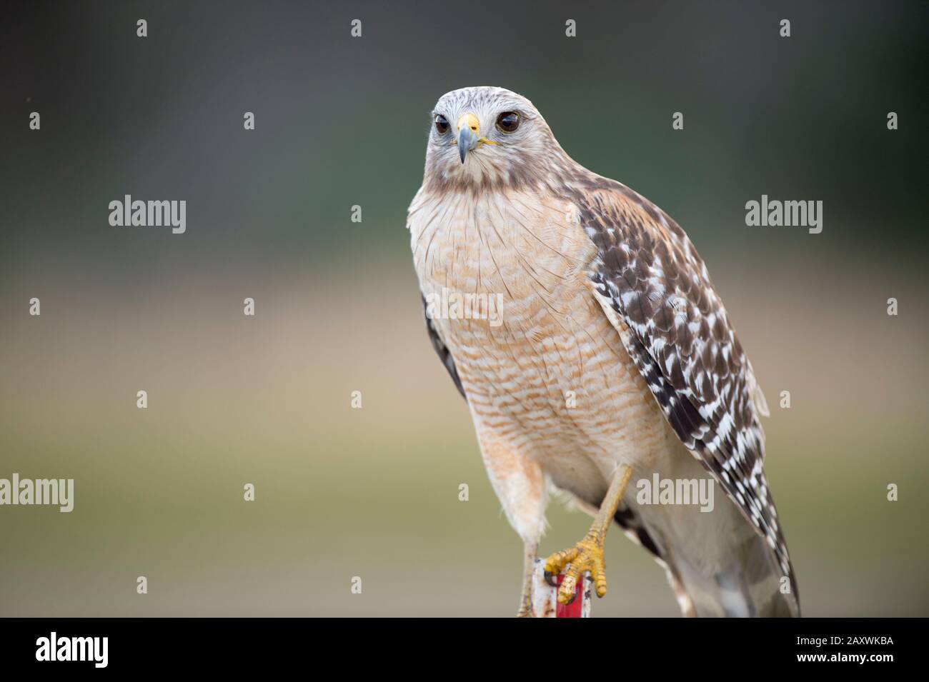 A close portrait of a Red-shouldered Hawk with a smooth background in ...