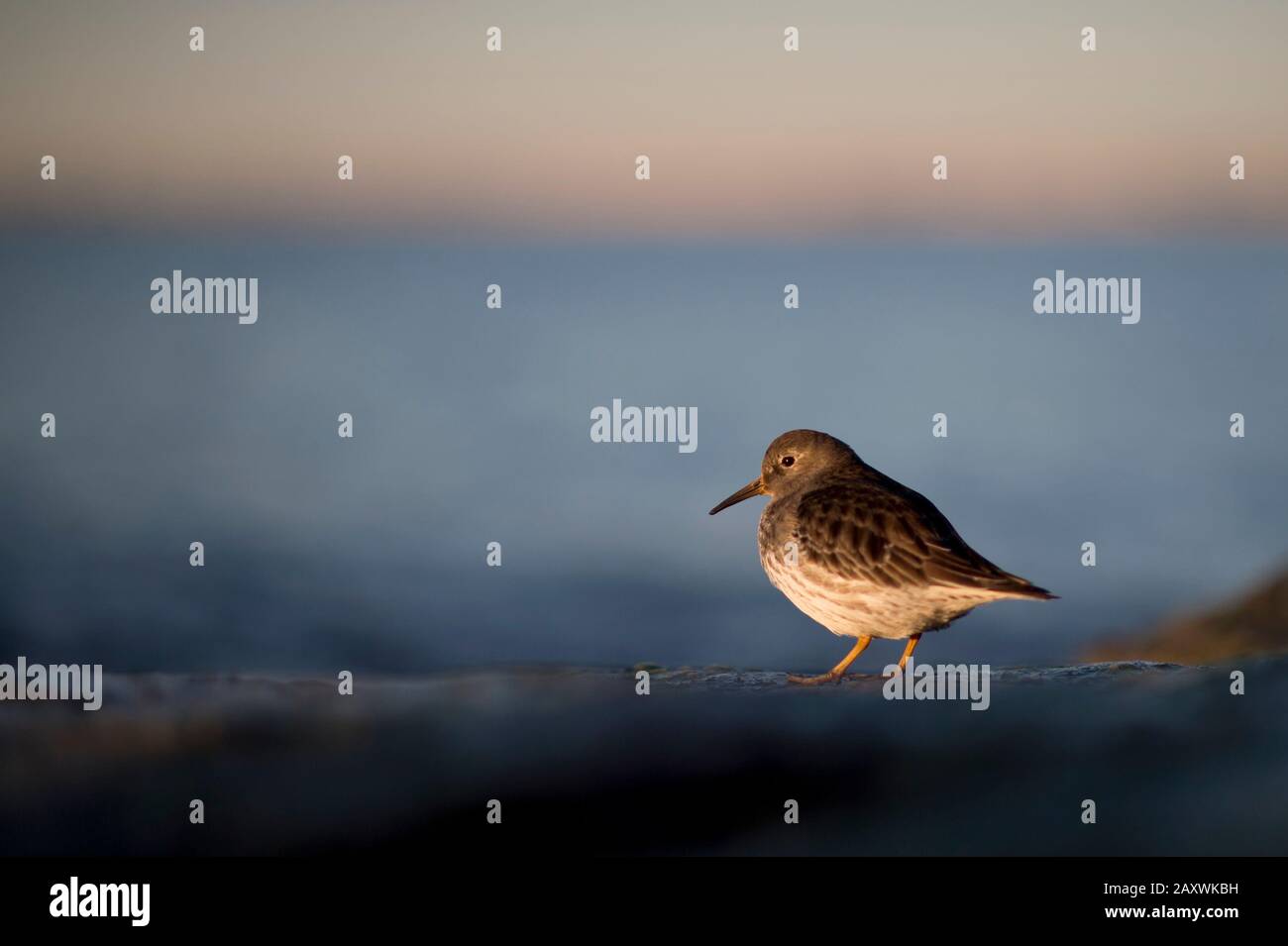 Purple Sandpiper stands on jetty rocks in the early morning sunlight ...