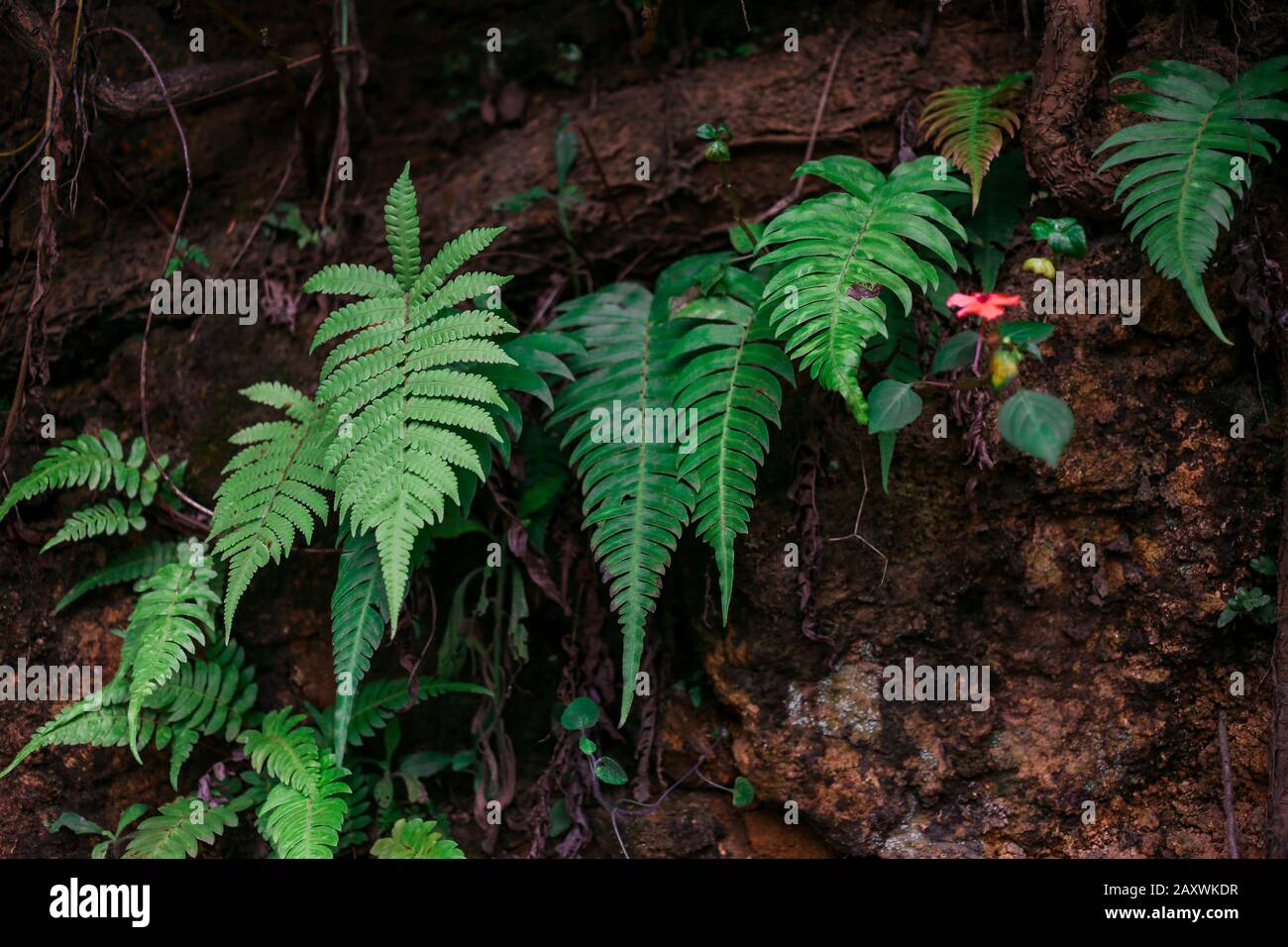 Tree fern sri lanka hi-res stock photography and images - Alamy