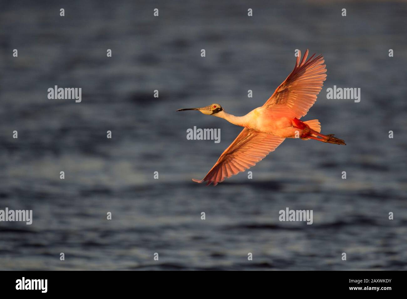 A Roseate Spoonbill flies in front of dark blue water in the golden ...